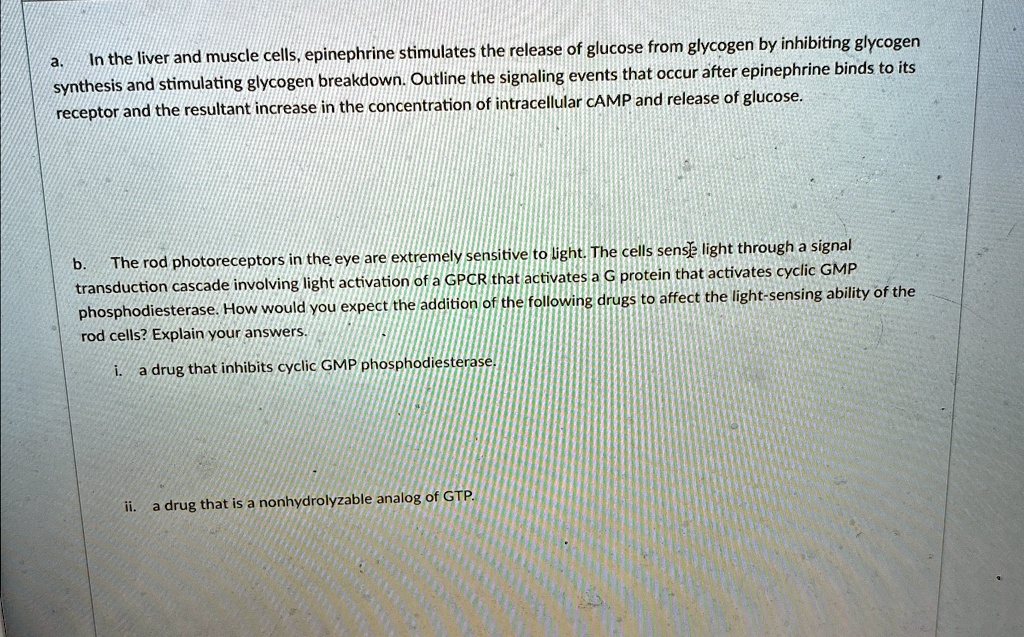a. In the liver and muscle cells, epinephrine stimulates the release of ...