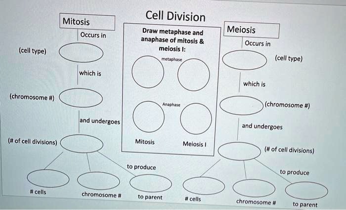 SOLVED: Mitosis Occurs In Cell Division. Draw metaphase and anaphase of ...