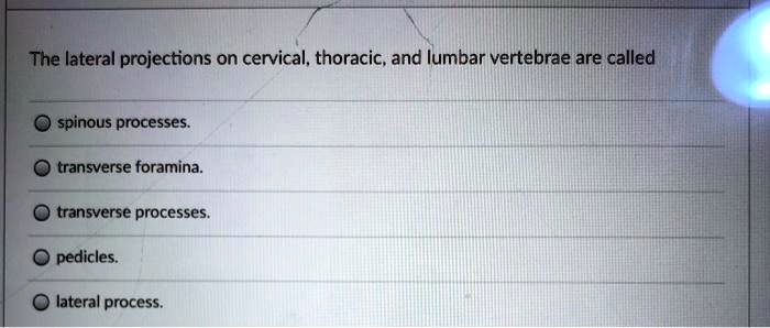 The lateral projections on cervical, thoracic, and lumbar vertebrae are ...