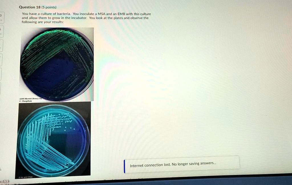 SOLVED: Question 18 (5 points) You have culture of bacteria: You ...