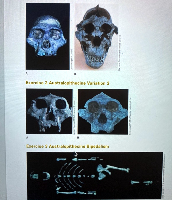Exercise 2 Australopithecine Variation 2 Exercise 3 Australopithecine ...