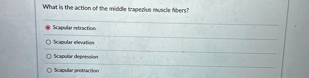 What is the action of the middle trapezius muscle fibers? Scapular ...