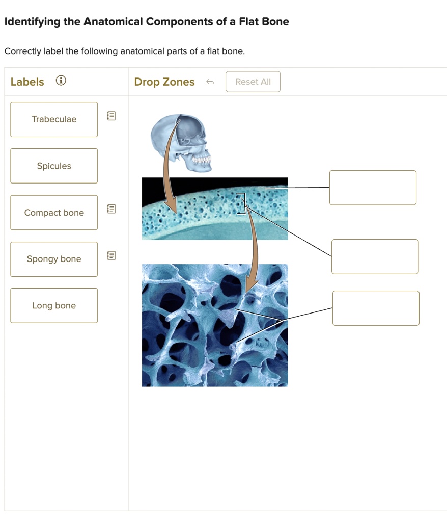 SOLVED: Identifying the Anatomical Components of a Flat Bone Correctly label the following ...