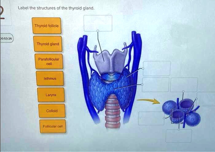 SOLVED: Label the structures of the thyroid gland Thyroid follicle 0:53 ...