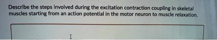 SOLVED: Describe the steps involved during the excitation contraction ...