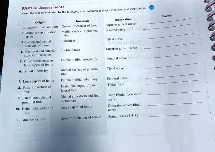 PART C: Assessments Name the muscle indicated by the following ...