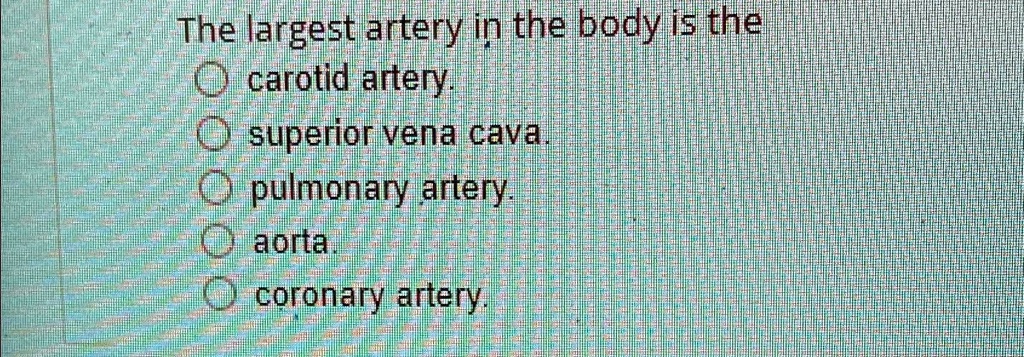 the largest artery in the body is the carotid artery superior vena cava pulmonary artery aorta ...
