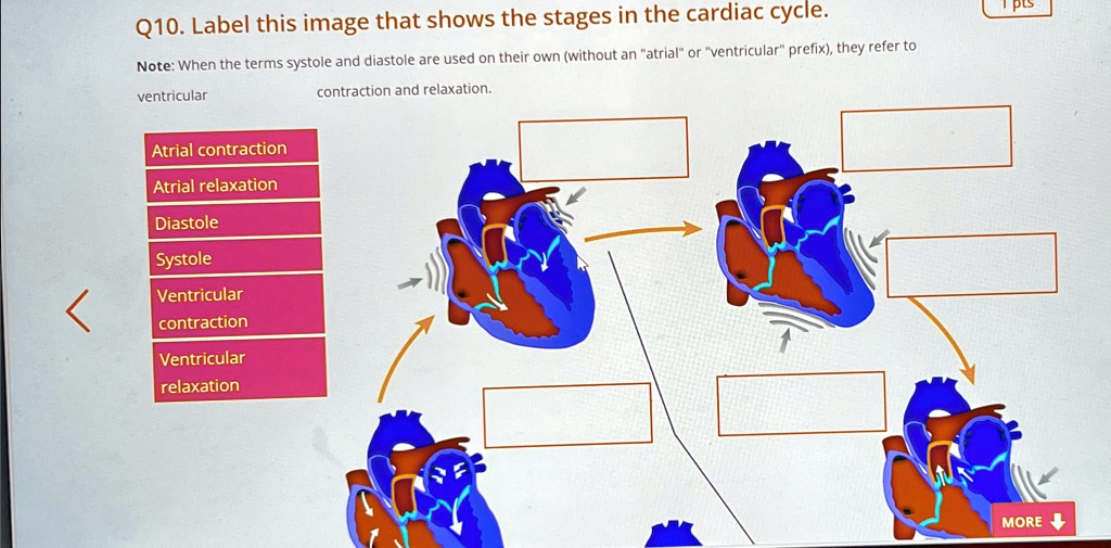 q10 label this image that shows the stages in the cardiac cycle note ...