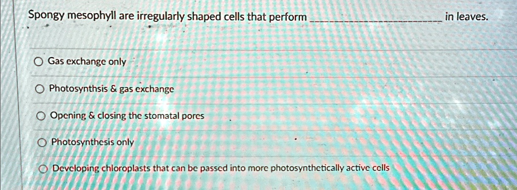 spongy mesophyll are irregularly shaped cells that perform in leaves ...