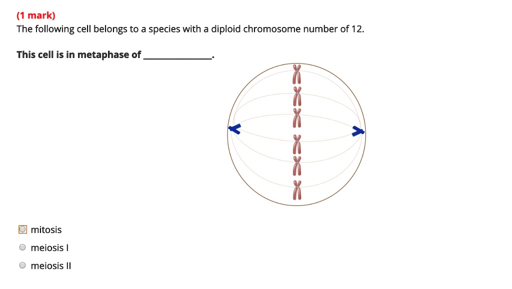 SOLVED: (1 mark) The following cell belongs to a species with a diploid ...