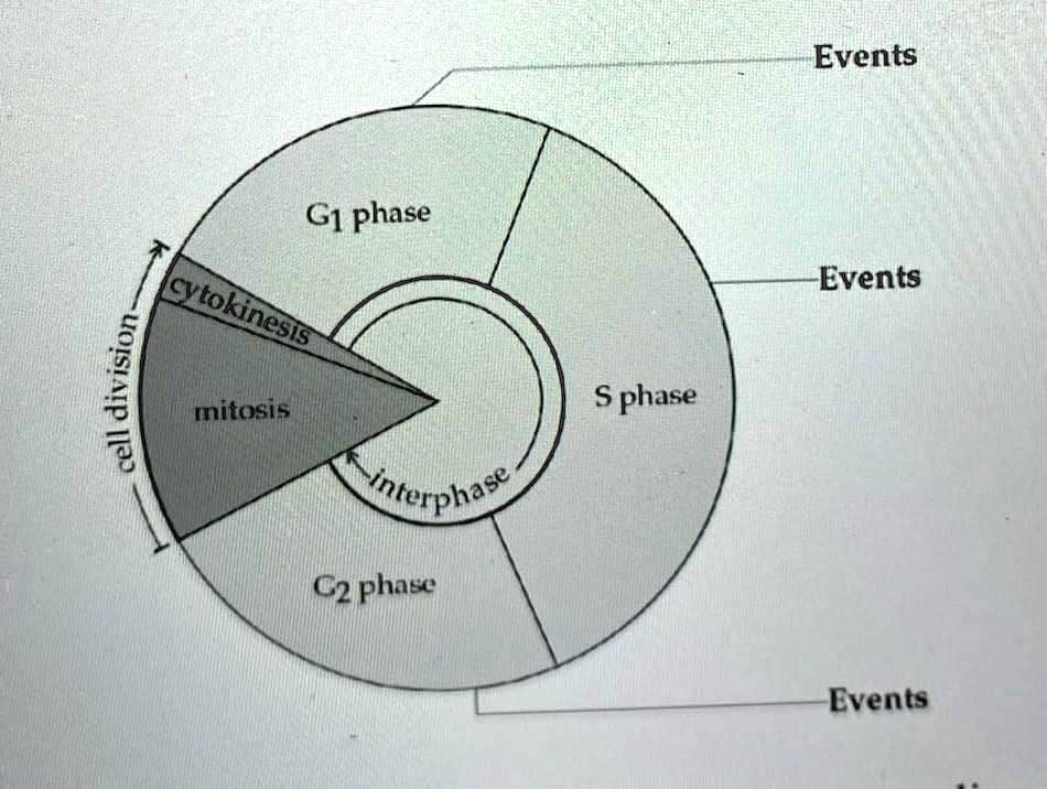 SOLVED: Summarize the events of interphase in the following figure ...