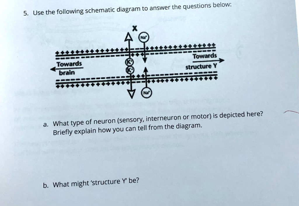 SOLVED: Use the following schematic diagram to answer the questions ...