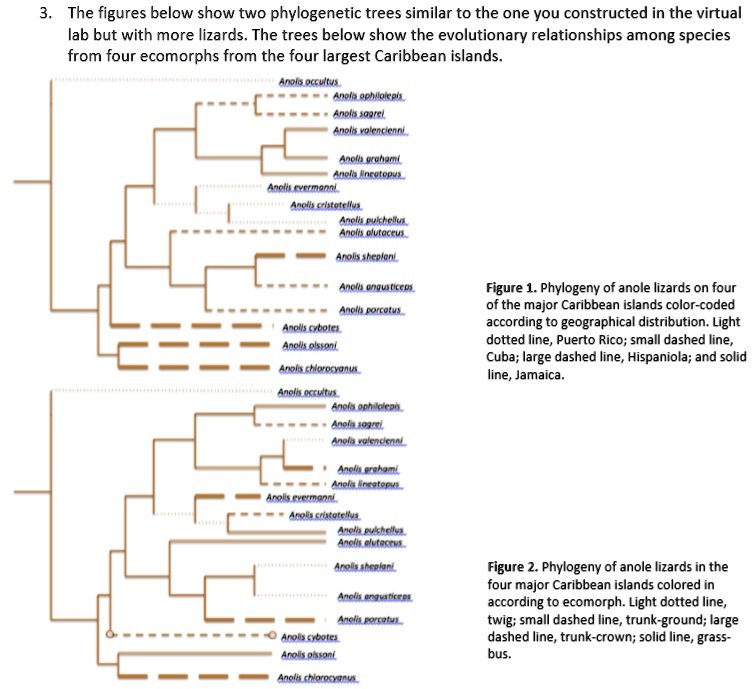 SOLVED: The figures below show two phylogenetic trees similar to the ...
