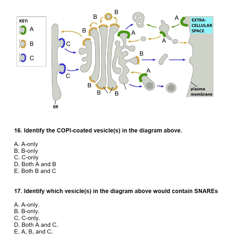 14) Aminolevulinic acid synthesis can proceed by two pathways, the ...