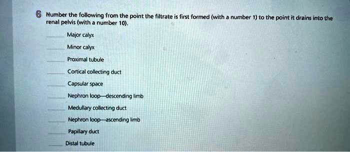 SOLVED: Renal pelvis (with a number 10) Major calyx Minor calyx ...