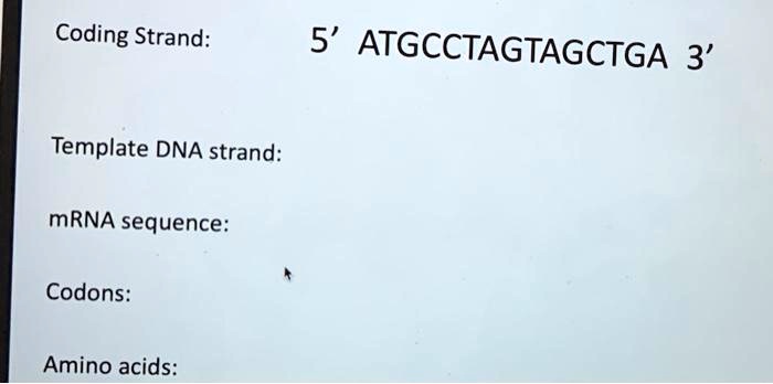 SOLVED: Coding Strand: 5' ATGCCTAGTAGCTGA 3' Template DNA strand: 3 ...