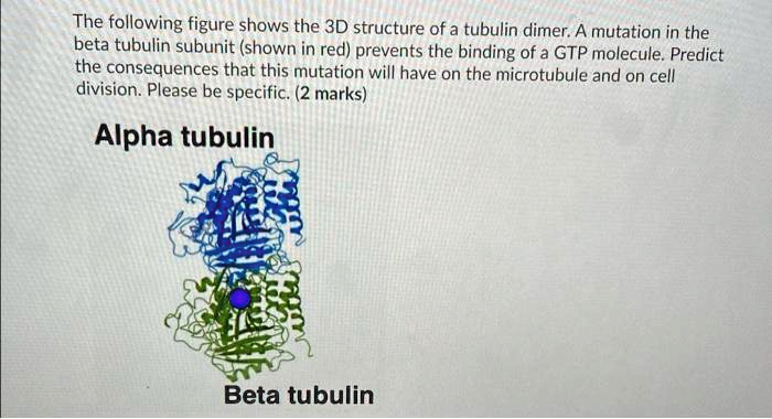 SOLVED: The following figure shows the 3D structure of a tubulin dimer: A mutation in the beta ...