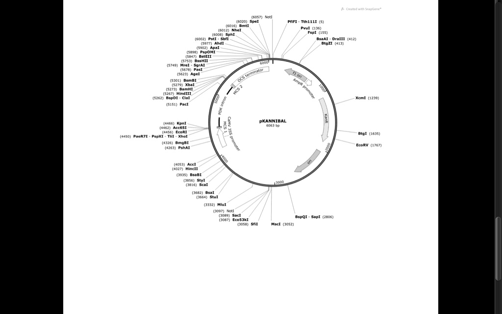 Solved You Use Ecorv Paci And Choose Another Enzyme That Cuts Only