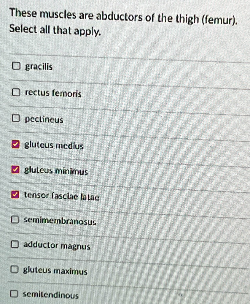 these muscles are abductors of the thigh femur select all that apply ...