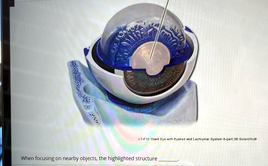 LT-F12: Giant Eye with Eyelled and Lachrymal System 8-part, 38 ...