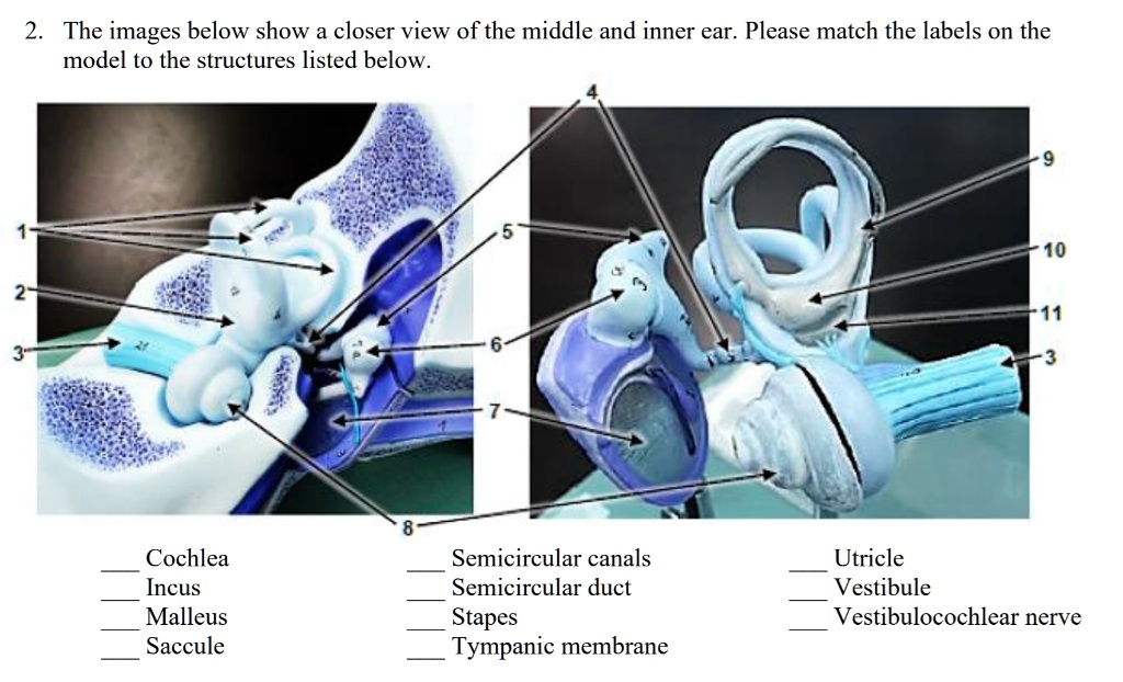 VIDEO solution: 2. The images below show a closer view of the middle ...