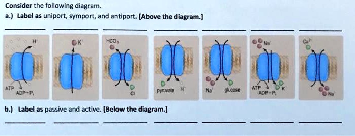 SOLVED: Consider the following diagram Label as uniport; symport; and ...