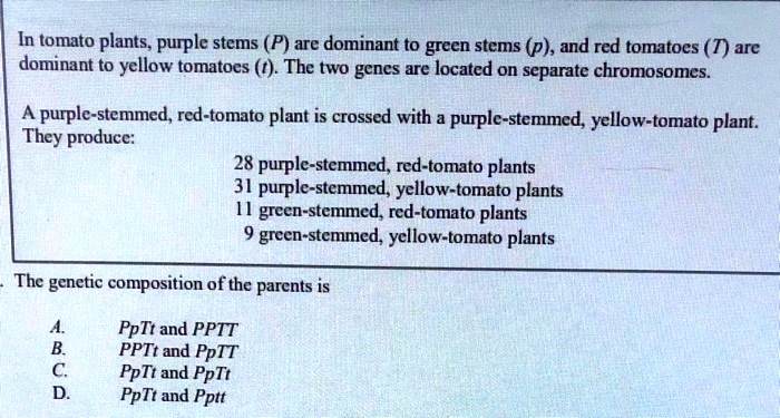 In Tomato Plants Purple Stems P Are Dominant To Green Stems P And Red Tomatoes T Are