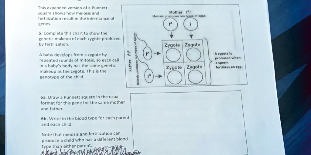 This expanded version of a Punnett square shows how meiosis and ...