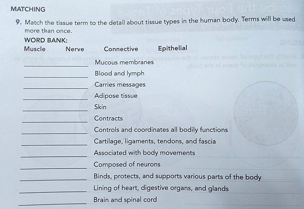 Muscle Nerve Connective Epithelial Mucous membranes Blood and lymph ...