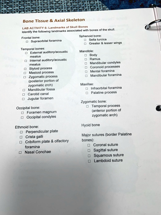 Bone Tissue Axial Skeleton LAB ACTIVITY 6: Landmarks of Skull Bones ...