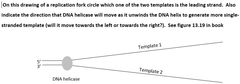 lon this drawing of a replication fork circle which one of the two ...