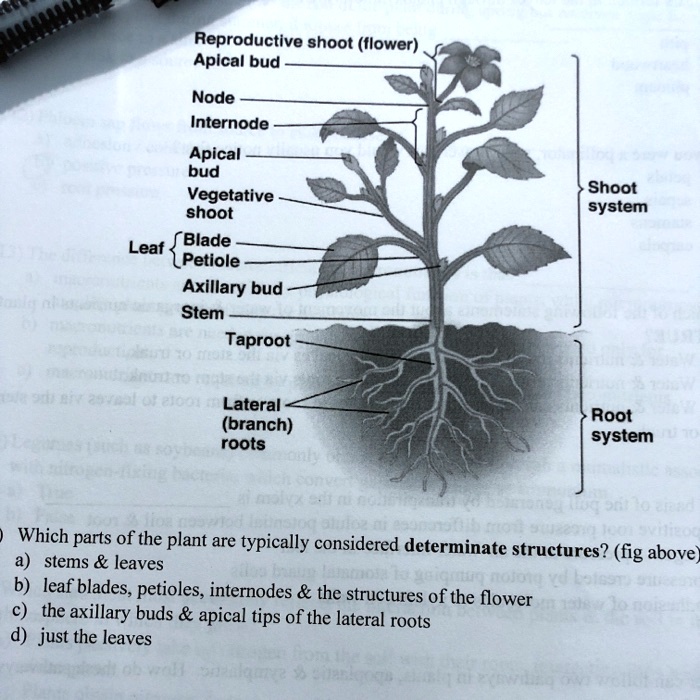 reproductive shoot ilower apical bud node internode apical bud ...