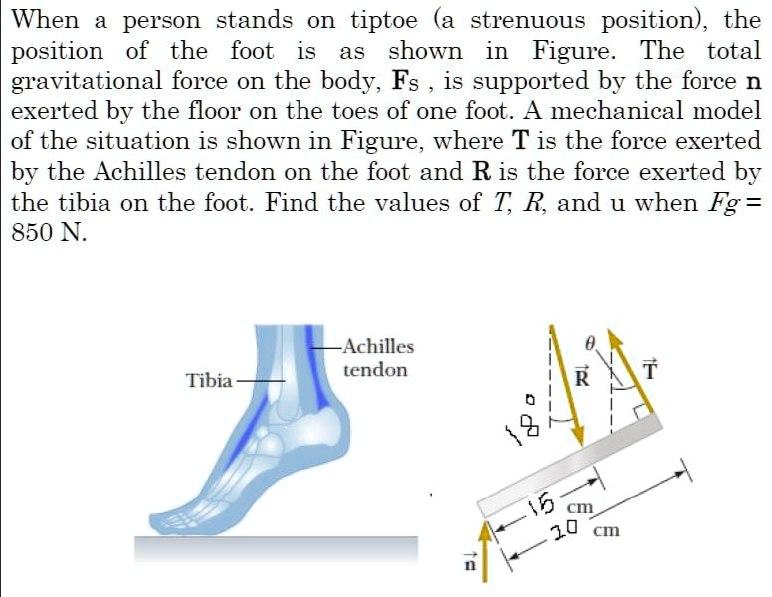 Solved When Person Stands On Tiptoe A Strenuous Position The