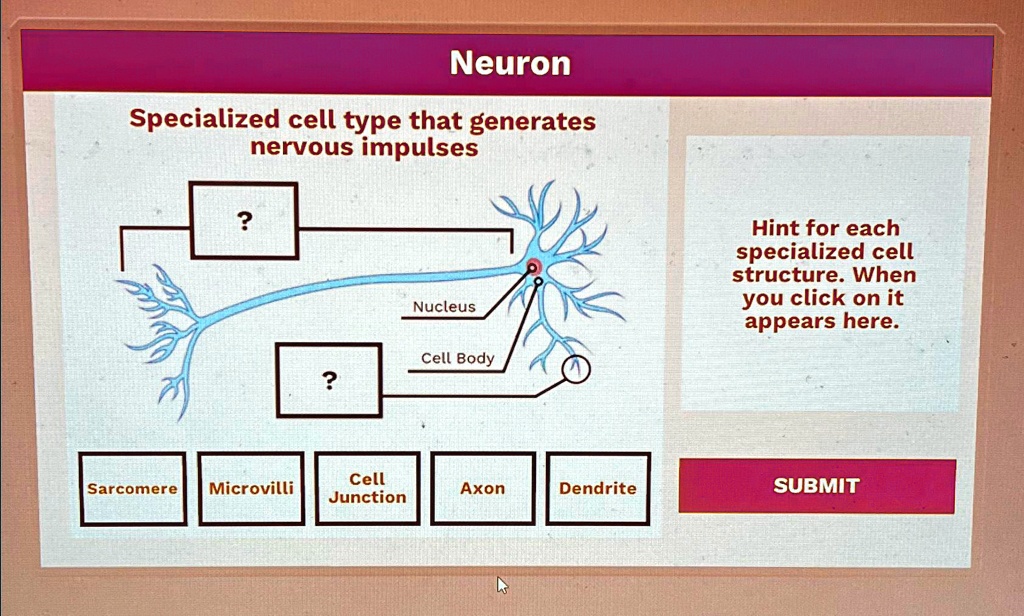 SOLVED: Neuron Specialized cell type that generates nervous impulses ...