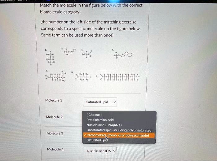 Match the molecule in the figure below with the correct biomolecule ...