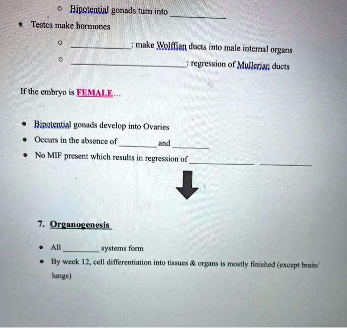 SOLVED: Bipotential gonads turn into Testes, make hormones, make ...
