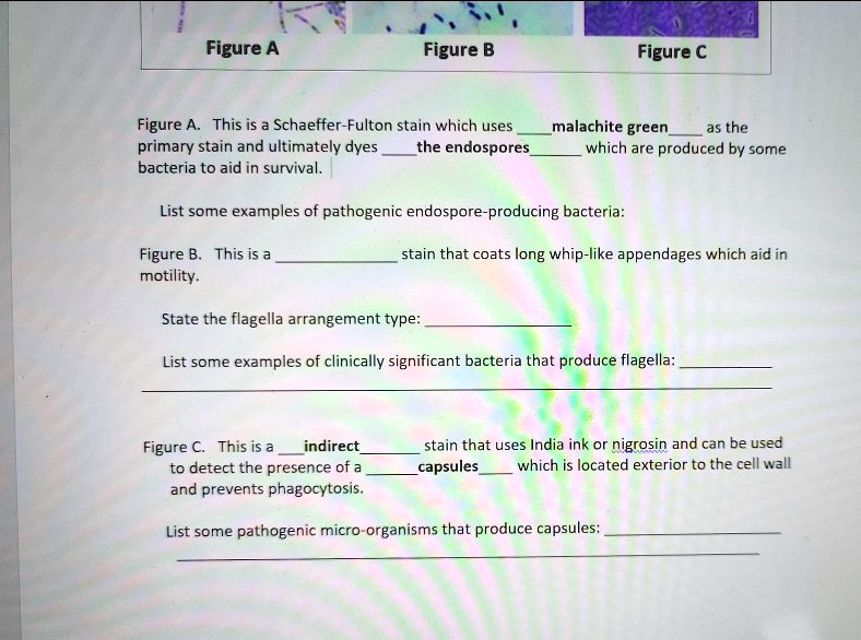 SOLVED: Figure A Figure B Figure C Figure A: This is the Schaeffer ...