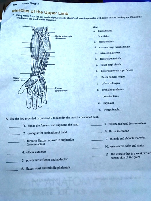 SOLVED: Sheet 15 Muscles of the Upper Limb listed terms are ued in this ...