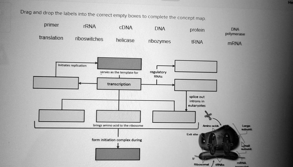 drag and drop the labels into the correct empty boxes to complete the concept map pnmer trna ...
