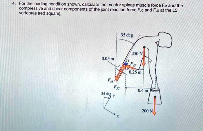 It's a biomechanics course. For the loading condition shown, calculate the erector spinae muscle ...