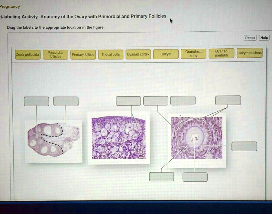 Pregnancy t-labeling Activity: Anatomy of the Ovary with Primordial and Primary Follicles Drag ...