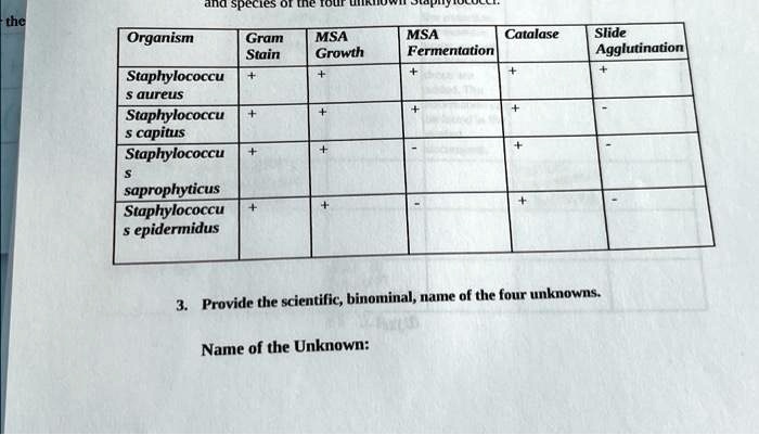 Solved Staphylococcus Aureus Staphylococcus Capitus Staphylococcus