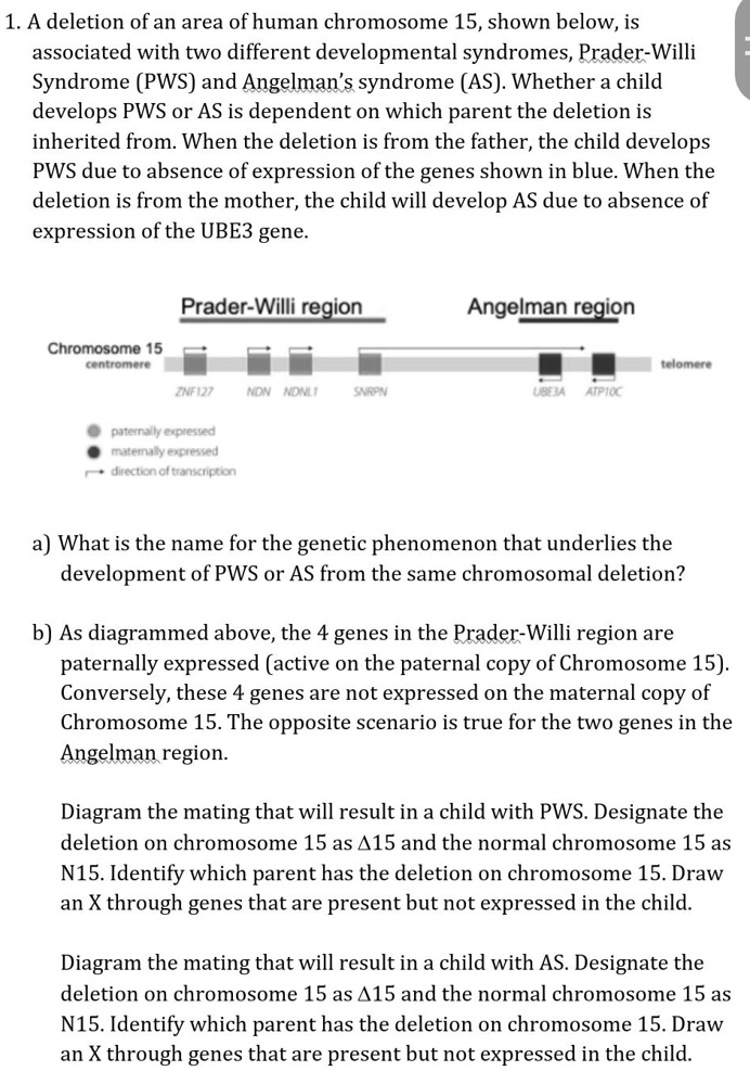 SOLVED: A deletion of an area of human chromosome 15, shown below, is ...