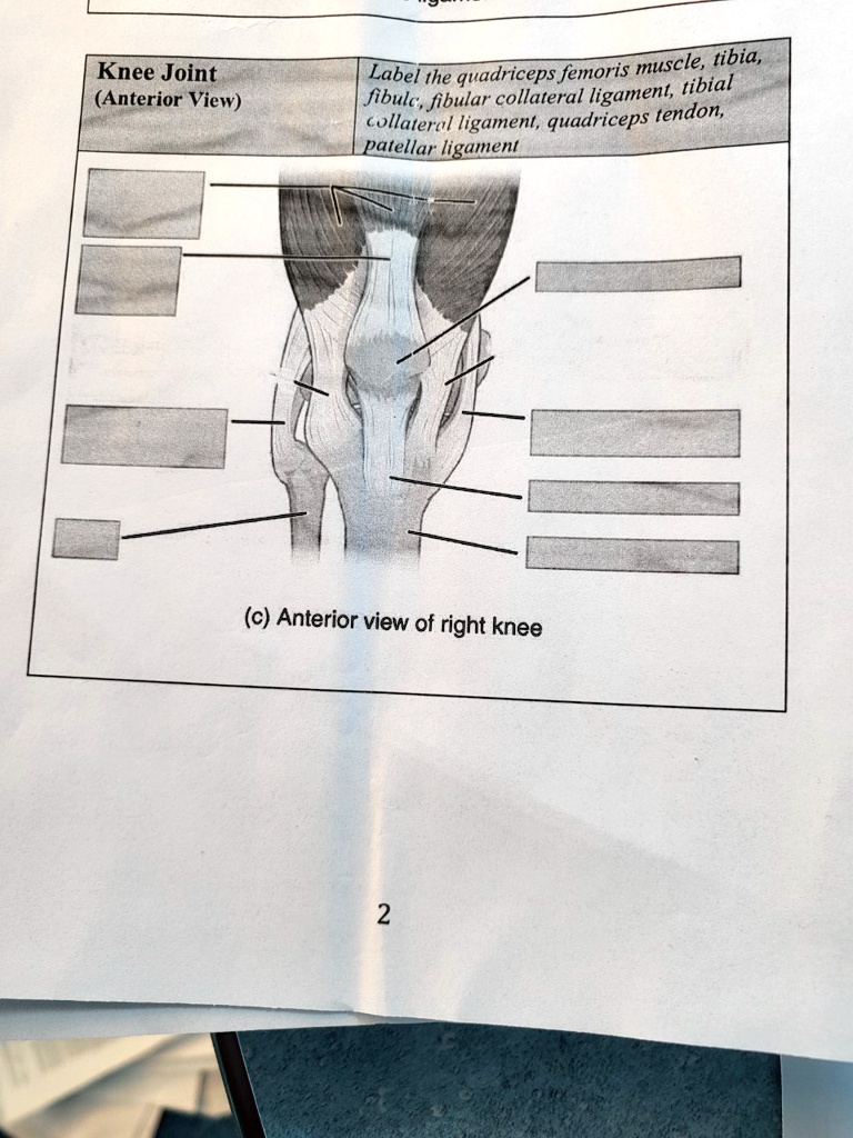 Knee Joint (Anterior View) Label the quadriceps femoris muscle, tibia ...