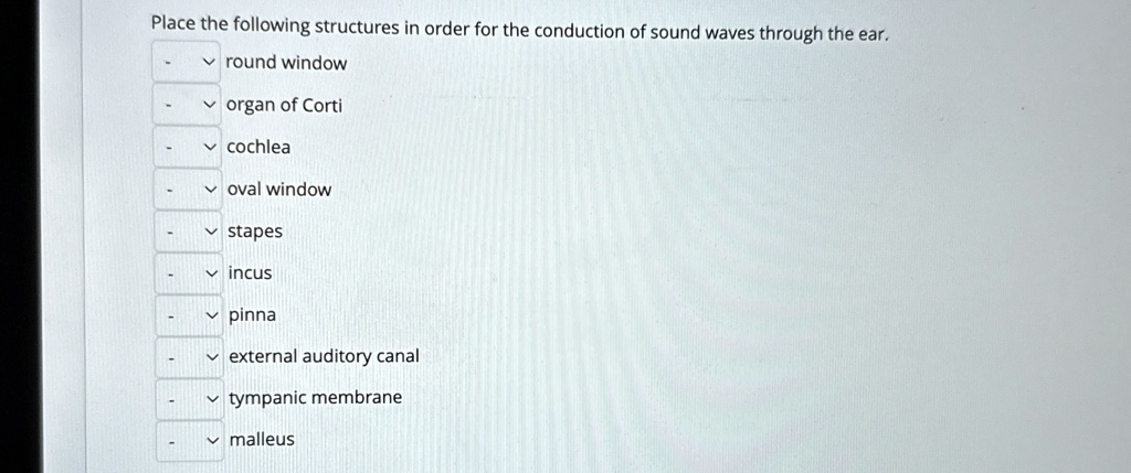 place the following structures in order for the conduction of sound waves through the ear round ...