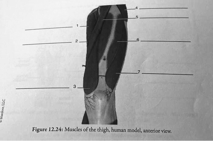 SOLVED: LLC Figure 12.24: Muscles of the thigh, human model, anterior view.