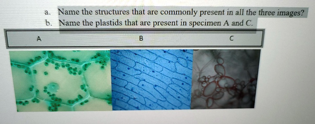 a name the structures that are commonly present in all the three images ...