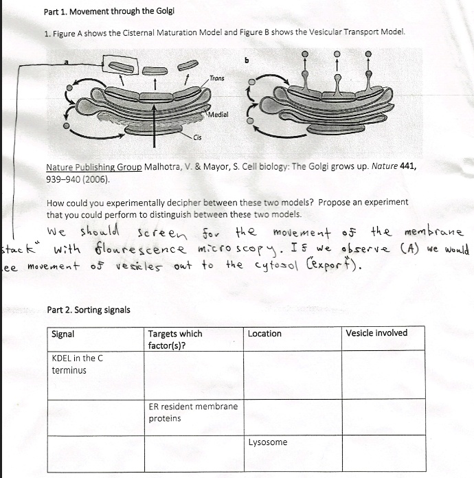 SOLVED: Part 1, Movement through the Golgi Figure shows the Cisternal ...