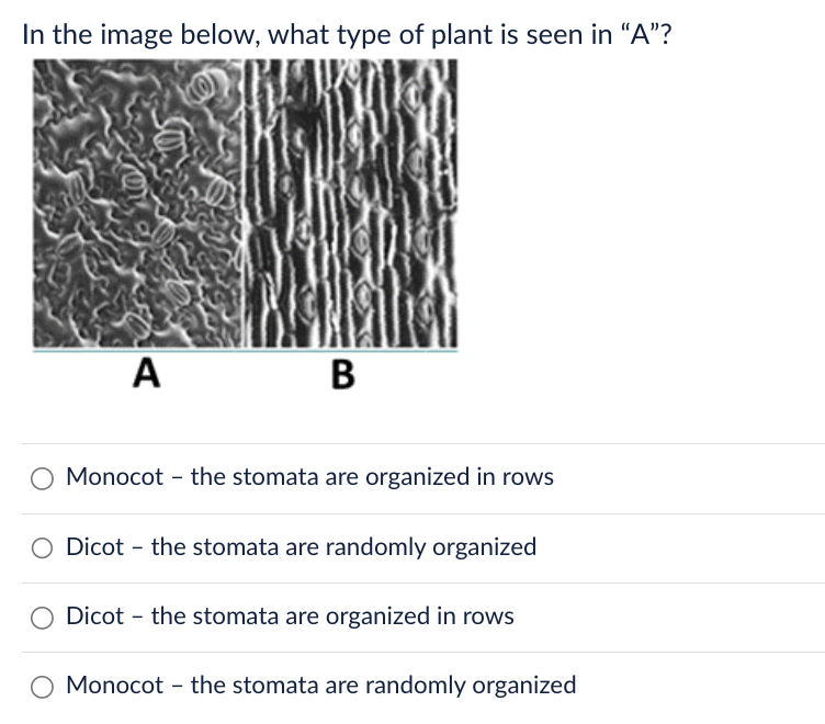 In the image below, what type of plant is seen in " A "? Monocot - the ...