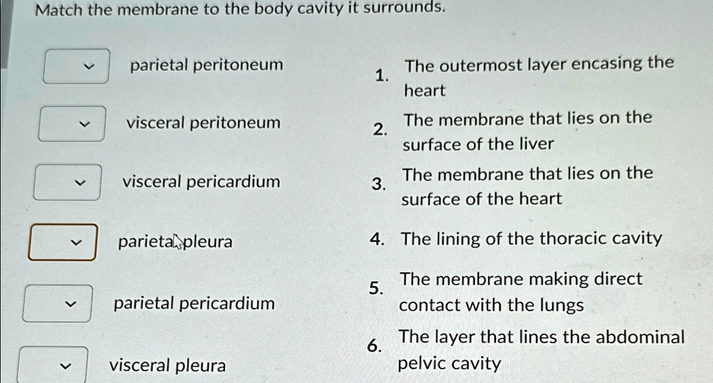 Match the membrane to the body cavity it surrounds. parietal peritoneum ...